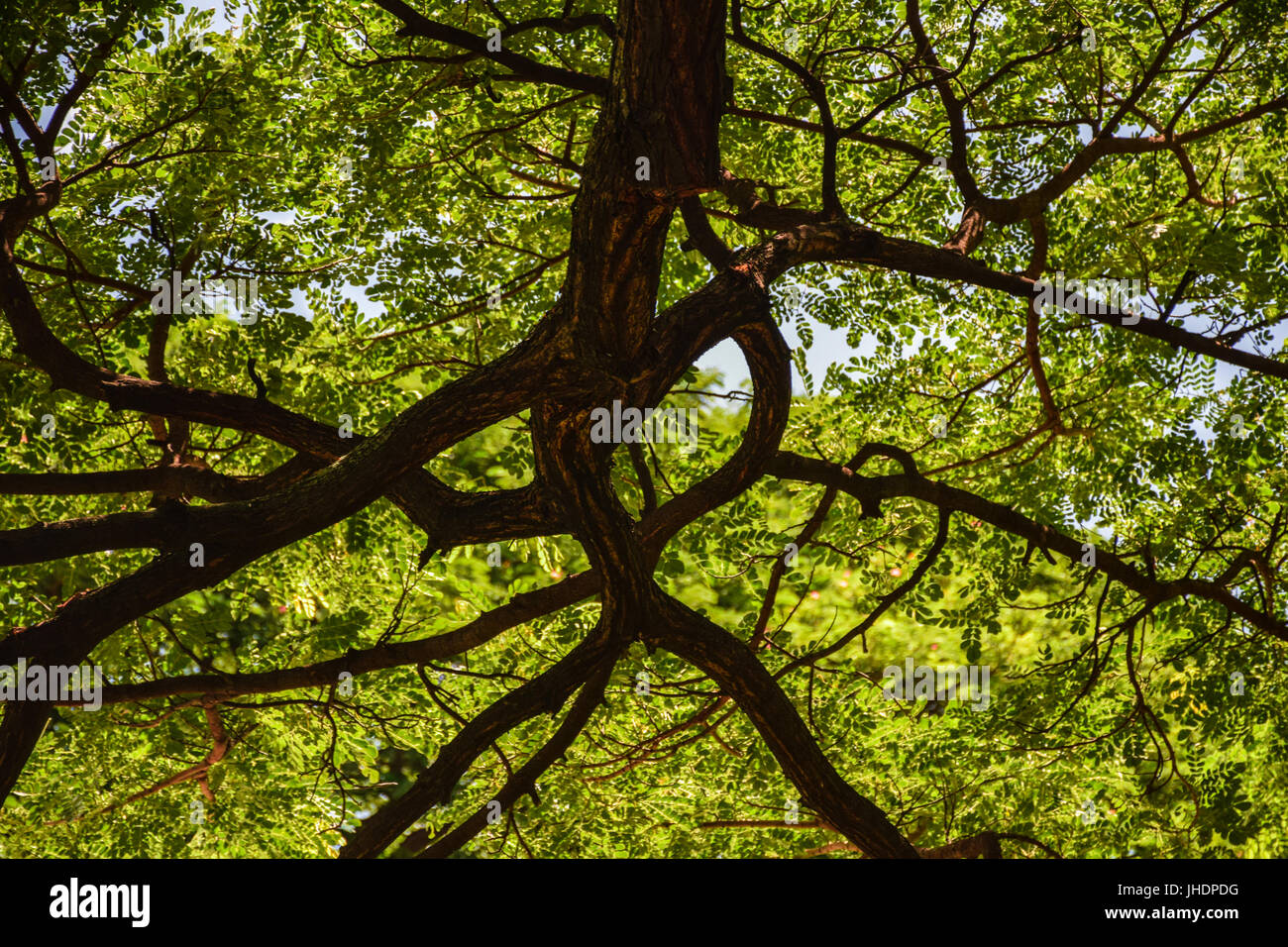 Hiking wooden path in a park Stock Photo - Alamy