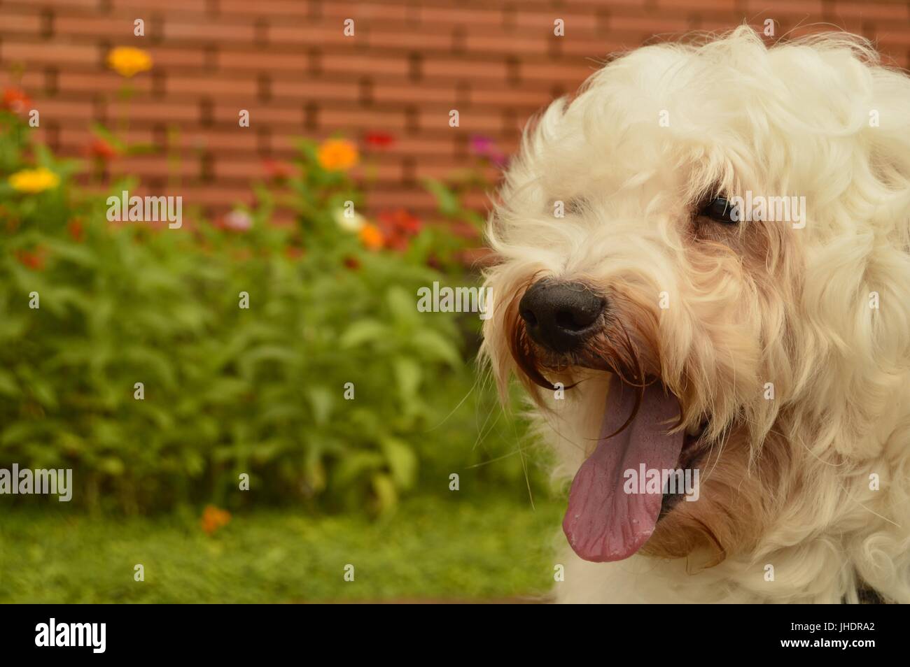 Old male Bichon Frise dog Stock Photo - Alamy