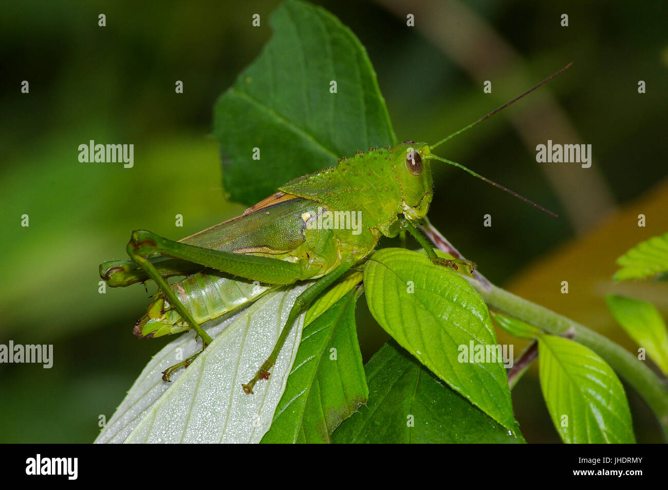 Insect insects wildlife panama hi-res stock photography and images - Alamy