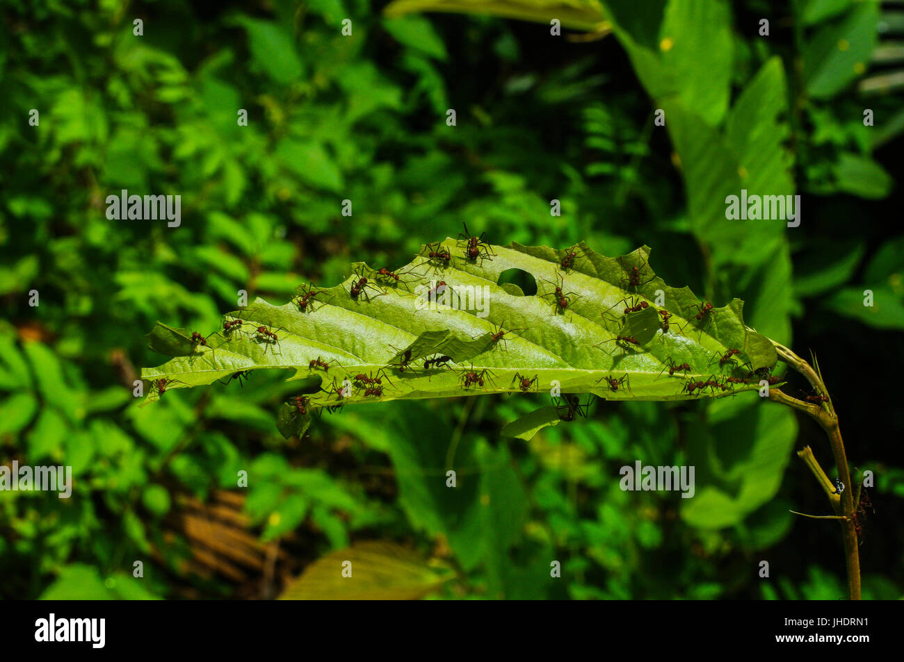 Insect insects wildlife panama hi-res stock photography and images - Alamy