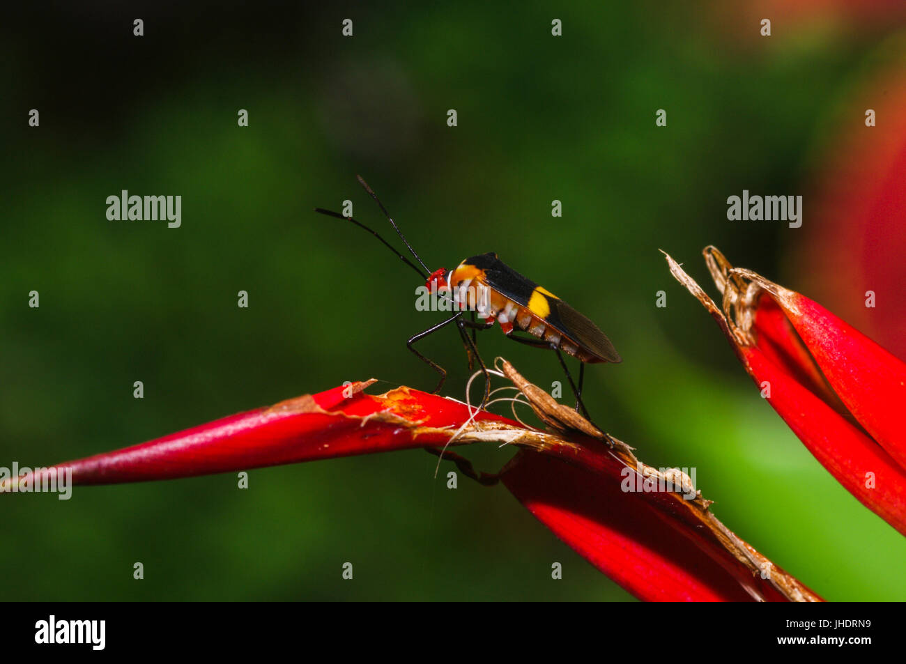 Bugs from Panama on leafs Stock Photo - Alamy