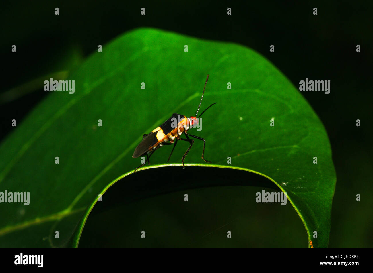 Insect insects wildlife panama hi-res stock photography and images - Alamy