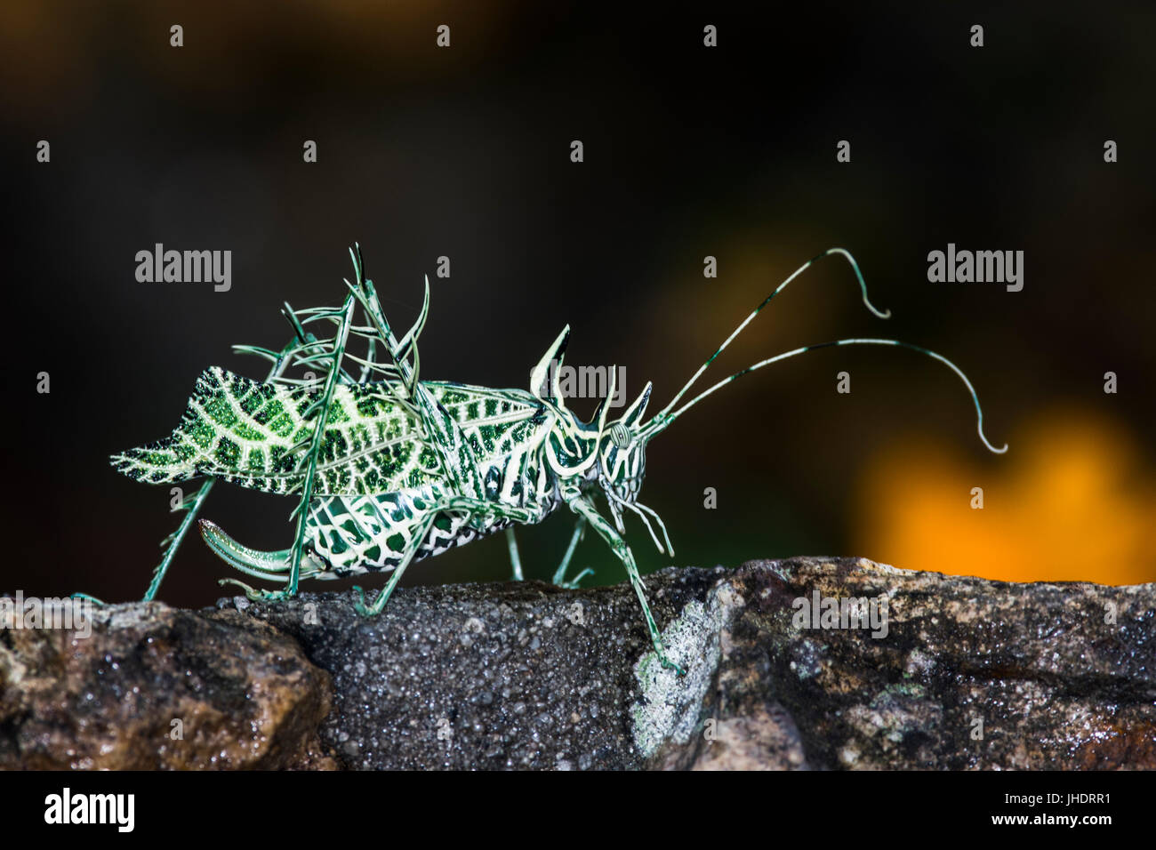 Insect insects wildlife panama hi-res stock photography and images - Alamy