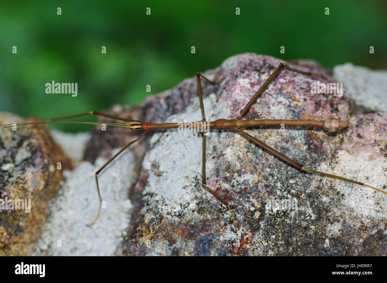 Insect insects wildlife panama hi-res stock photography and images - Alamy