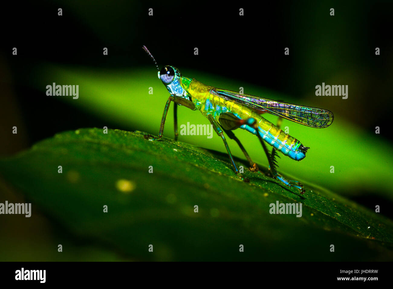 Colorful grasshopper in the rain forest of Panama Stock Photo - Alamy