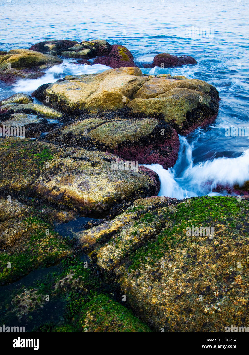 rocks covered with sea animals during low tide Stock Photo - Alamy