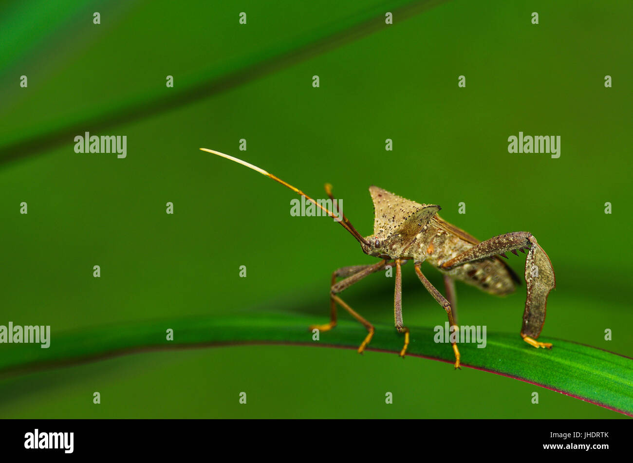 Insect insects wildlife panama hi-res stock photography and images - Alamy