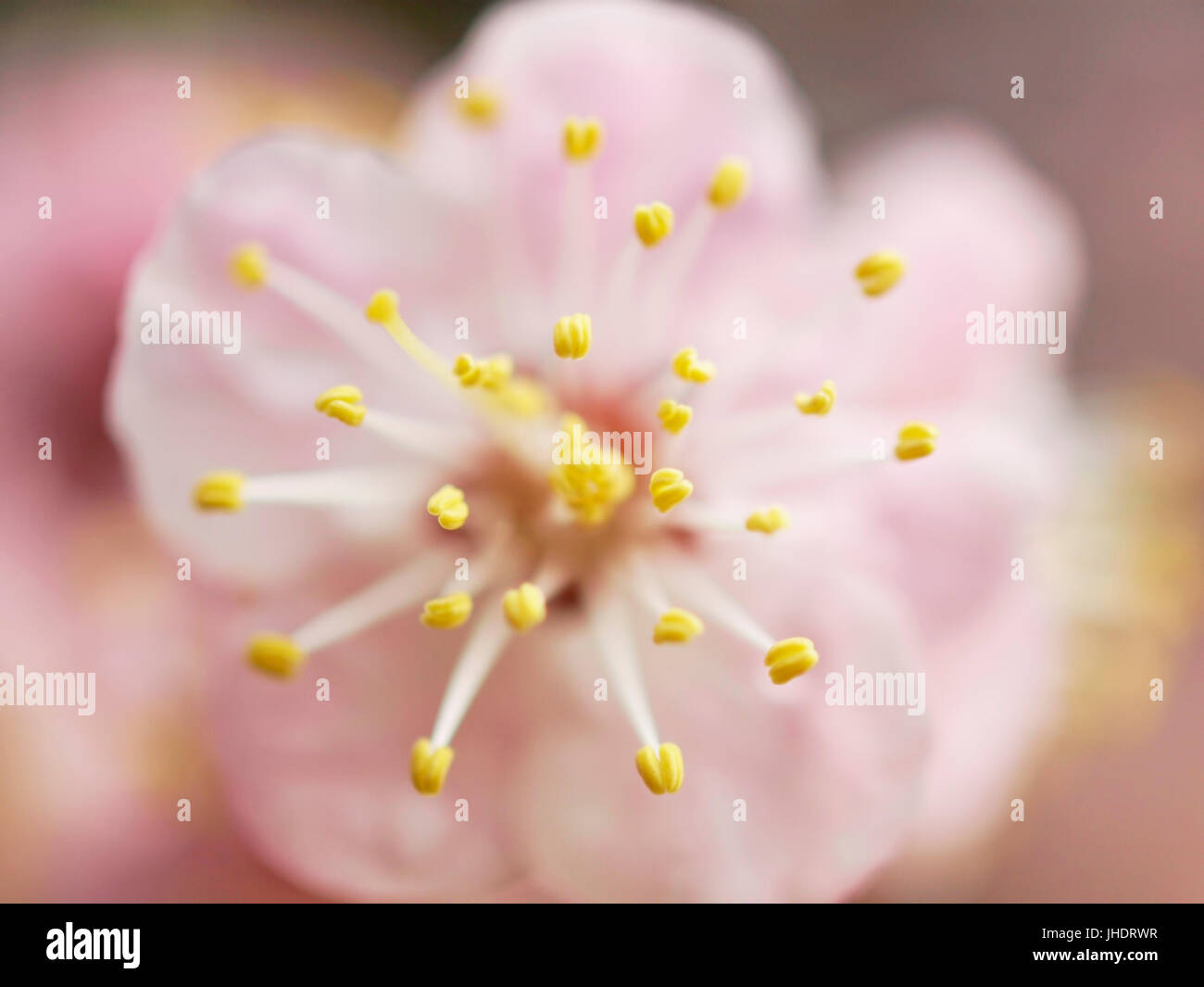 pink cherry tree flower macro in spring Stock Photo - Alamy