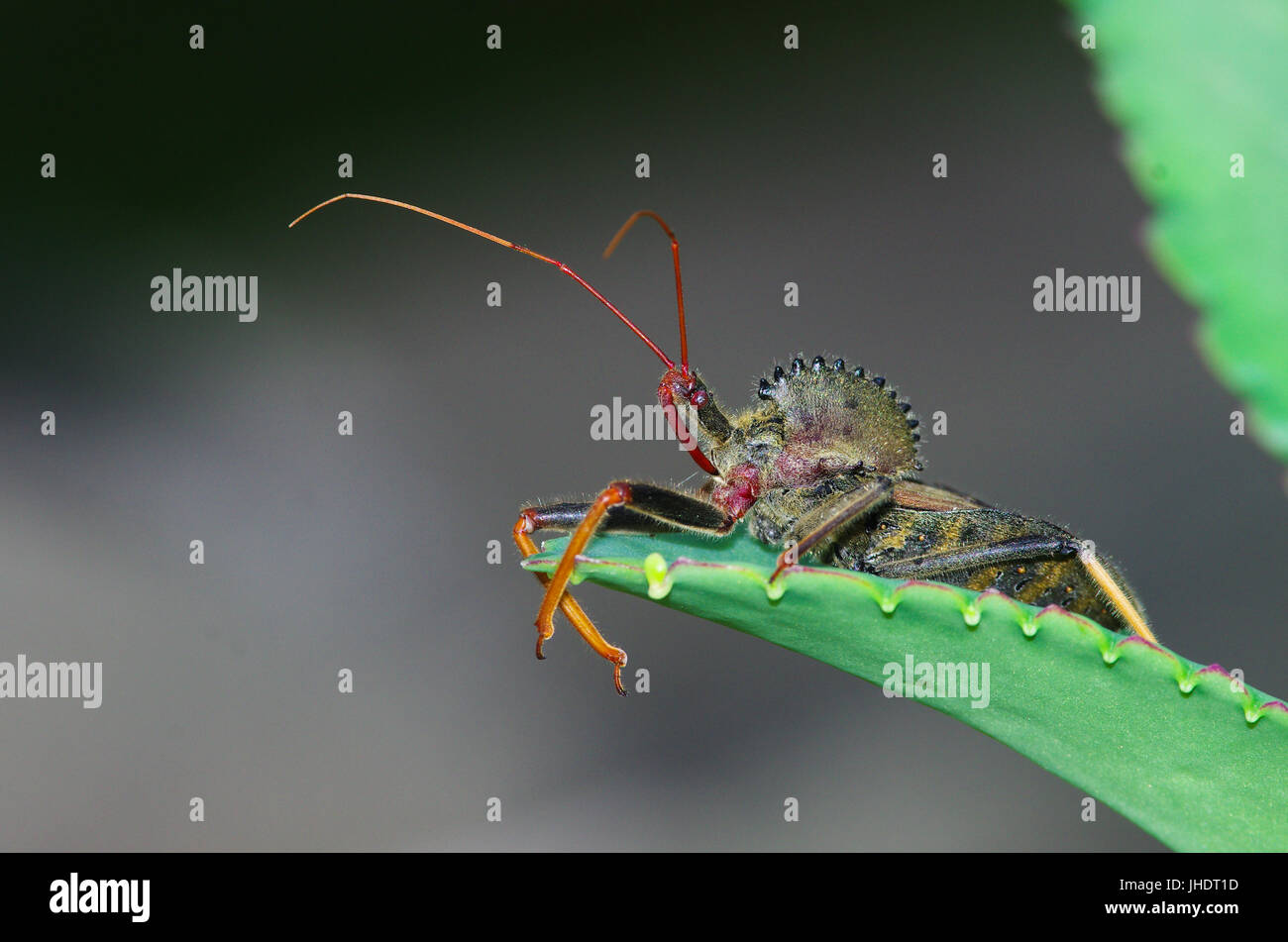 Insect insects wildlife panama hi-res stock photography and images - Alamy