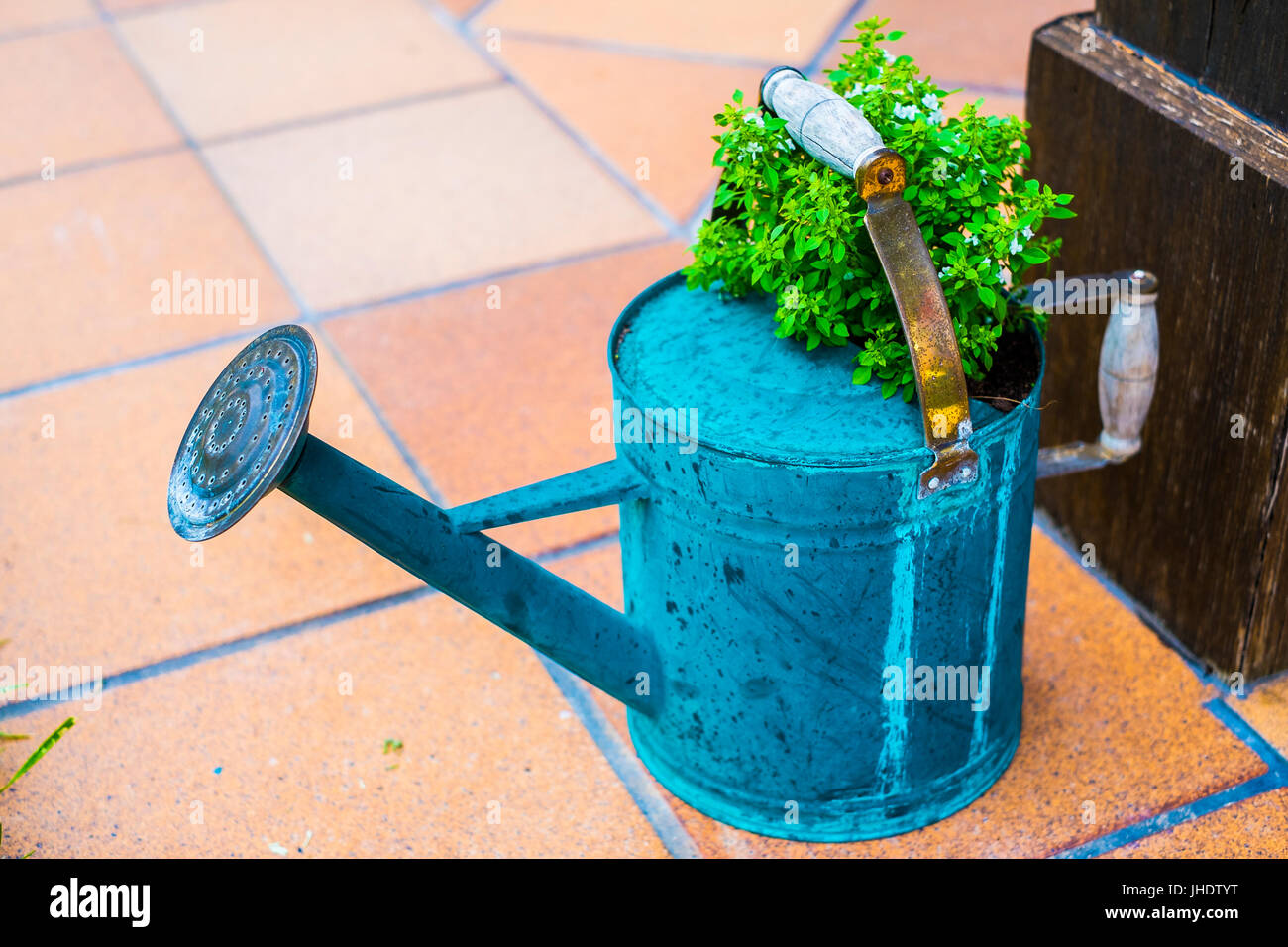 Gardening tools. Plants in a rusty watering can Stock Photo - Alamy