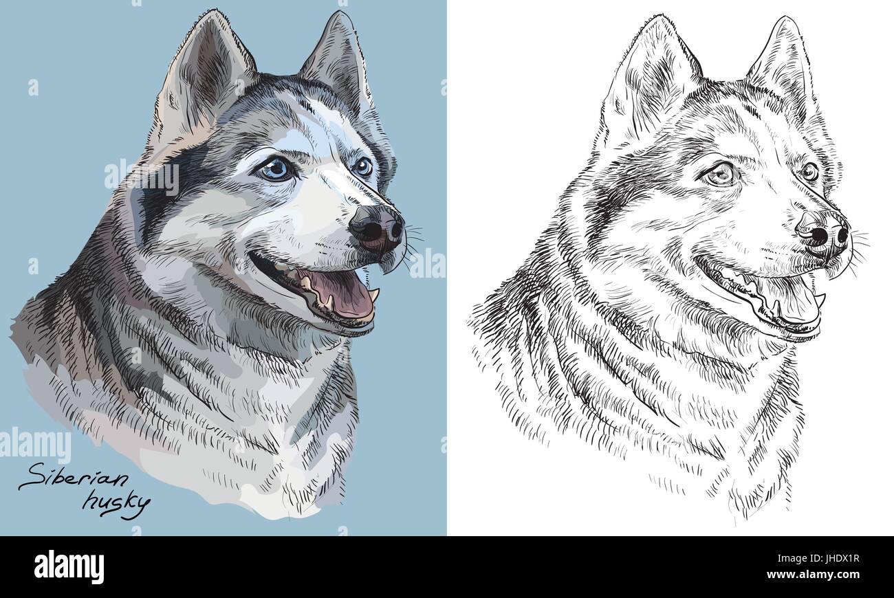 Colored siberian husky portrait on blue background and and black color ...