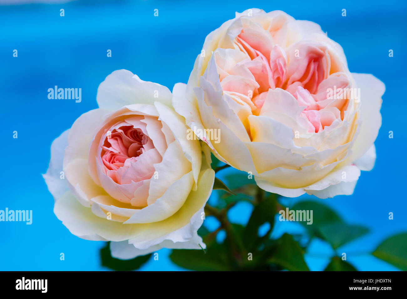 Gardening pollination hi-res stock photography and images - Alamy