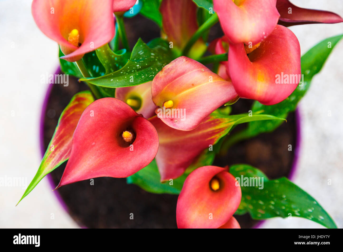Red flowers calla lilies hi-res stock photography and images - Alamy