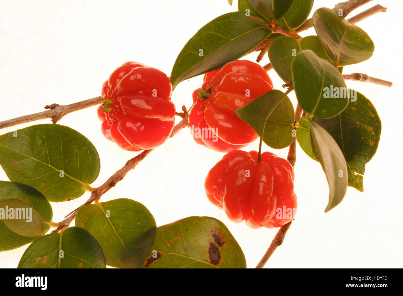 Surinam cherry hi-res stock photography and images - Alamy