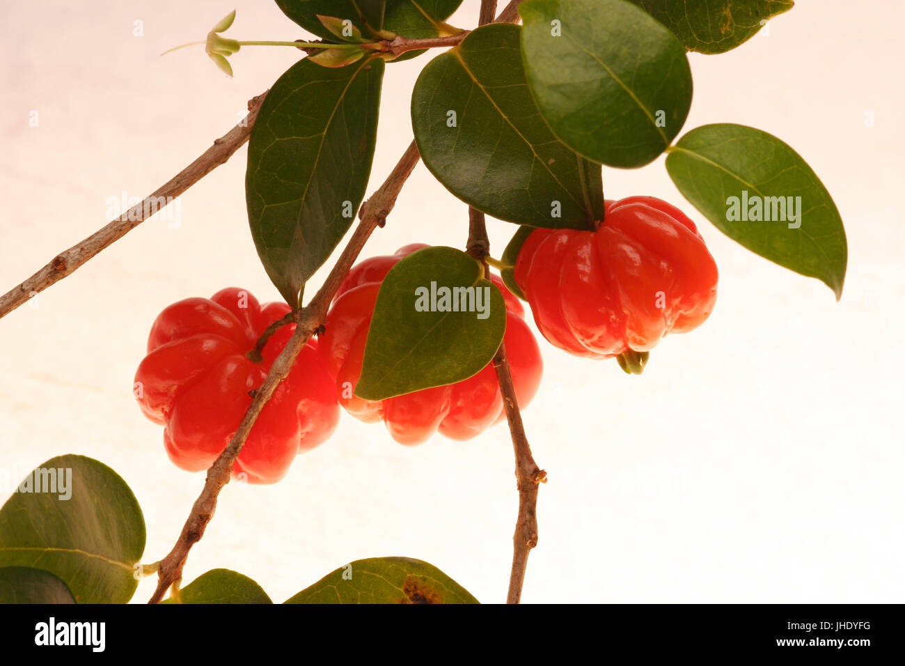 Surinam Cherry High Resolution Stock Photography and Images - Alamy