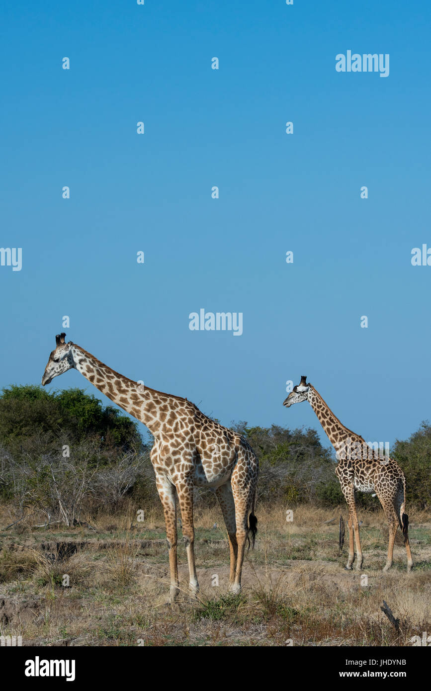 Rhodesian giraffe hi-res stock photography and images - Alamy