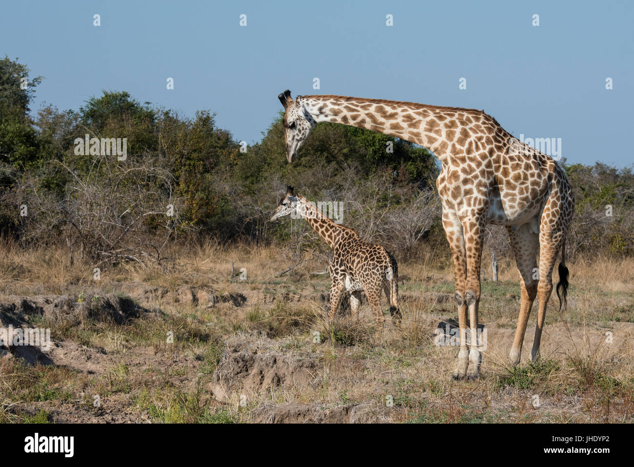 Zambia, South Luangwa National Park. Pair of Thornicroft's giraffe ...