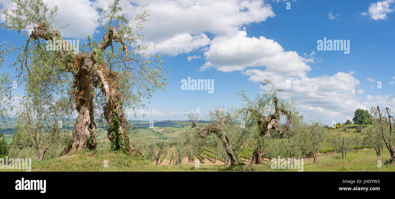Old olive trees and grape vines under a blue sky with some puffy clouds ...