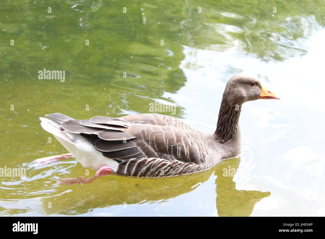 Layers of tail feathers hi-res stock photography and images - Alamy