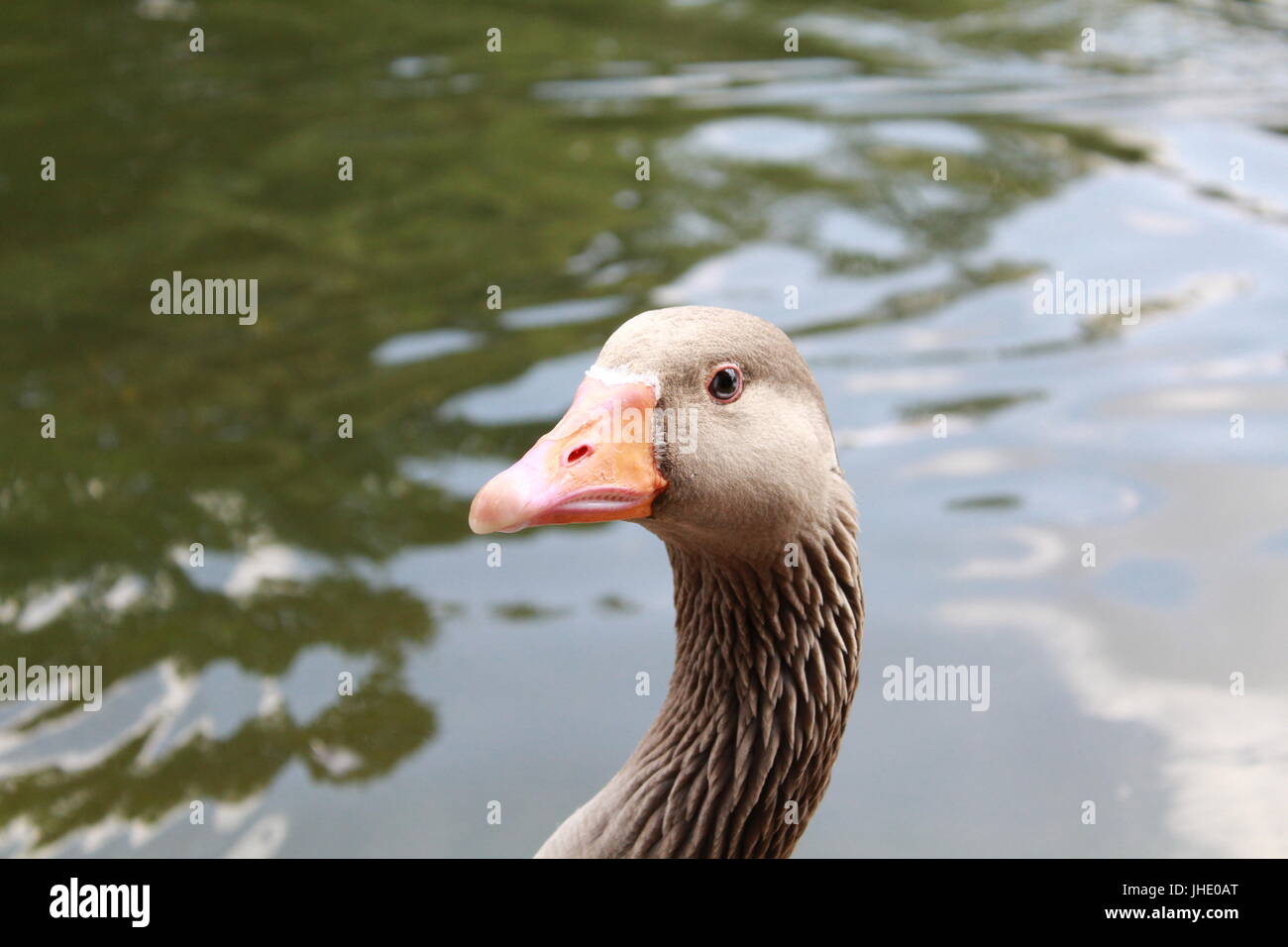 Goose feather trees hi-res stock photography and images - Alamy