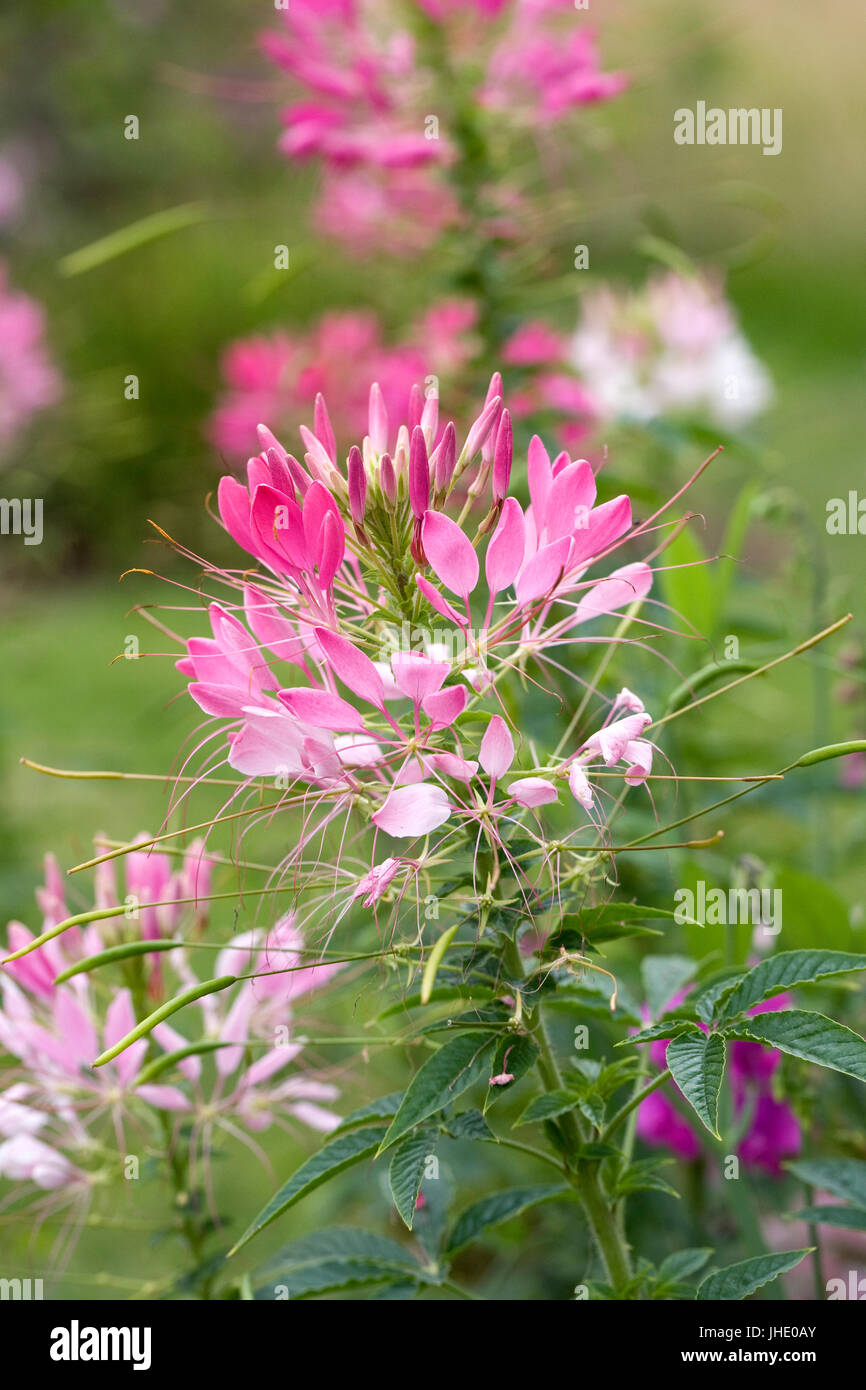Cleome spinosa 'Pink Queen' flowers Stock Photo - Alamy