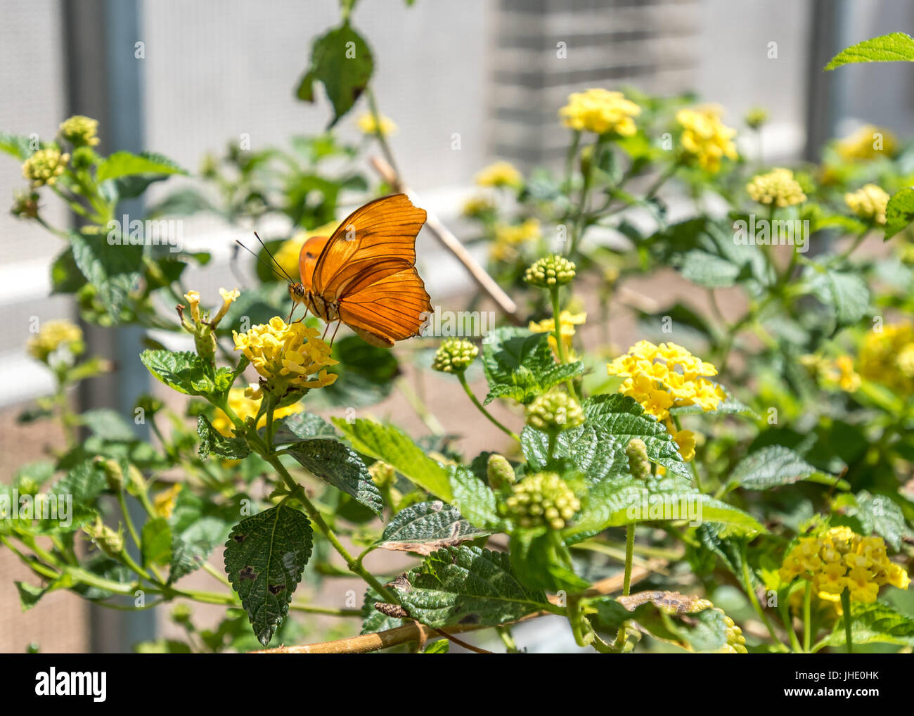 Orange Julia longwing butterfly, Dryas Iulia, on yellow lantana plant ...