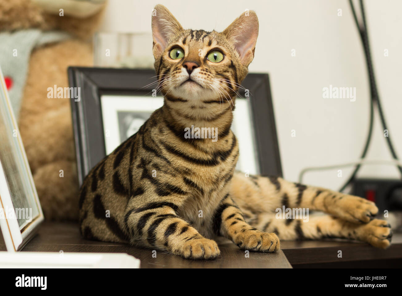 Bengal cat breed at the age of 5 months of lying on the bedside table ...
