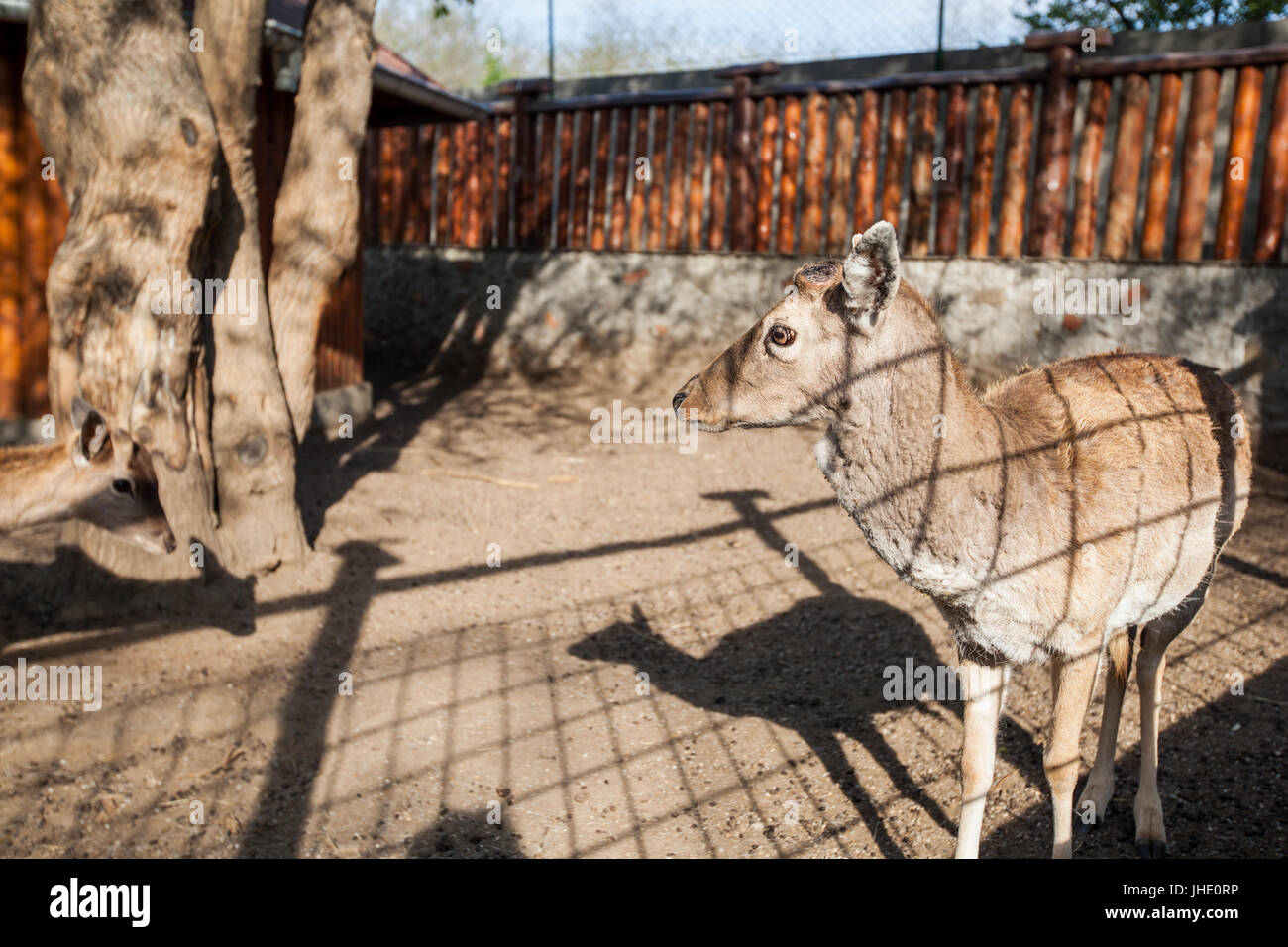 Deer in ZOO, animal shadow and wire fence shadows Stock Photo - Alamy
