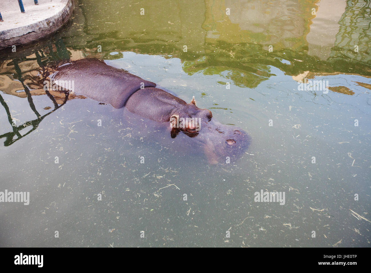 Hippopotamus in water, submerged hippo at ZOO Stock Photo - Alamy