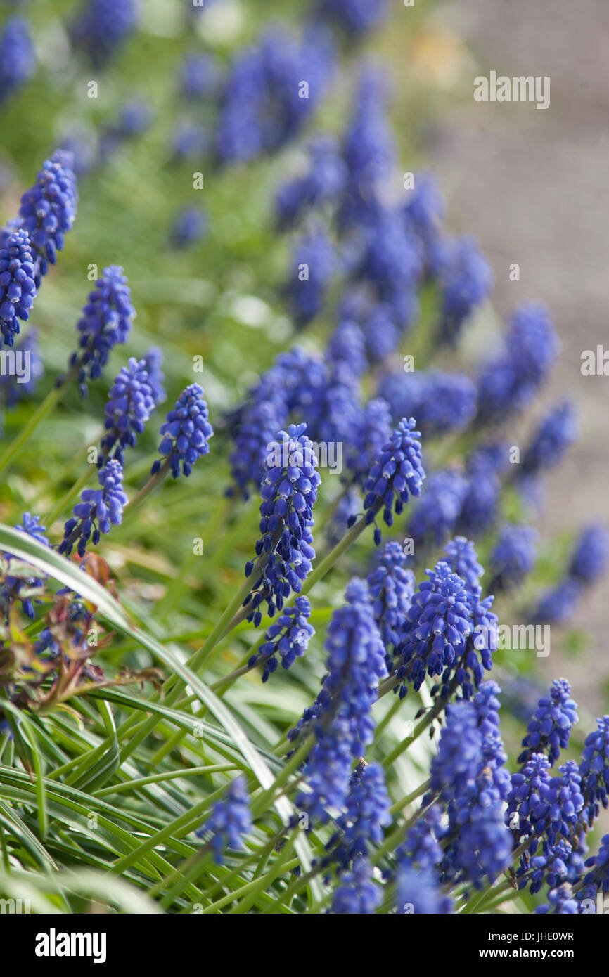 MUSCARI BOTRYOIDES 2017 Stock Photo - Alamy