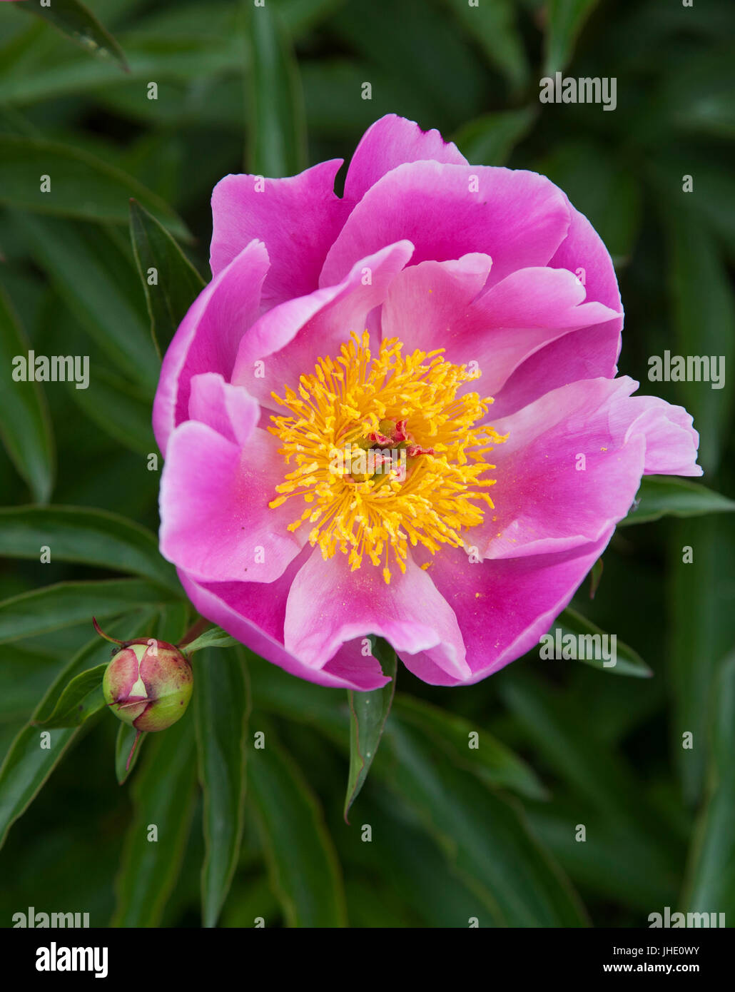 Peony hi-res stock photography and images - Alamy