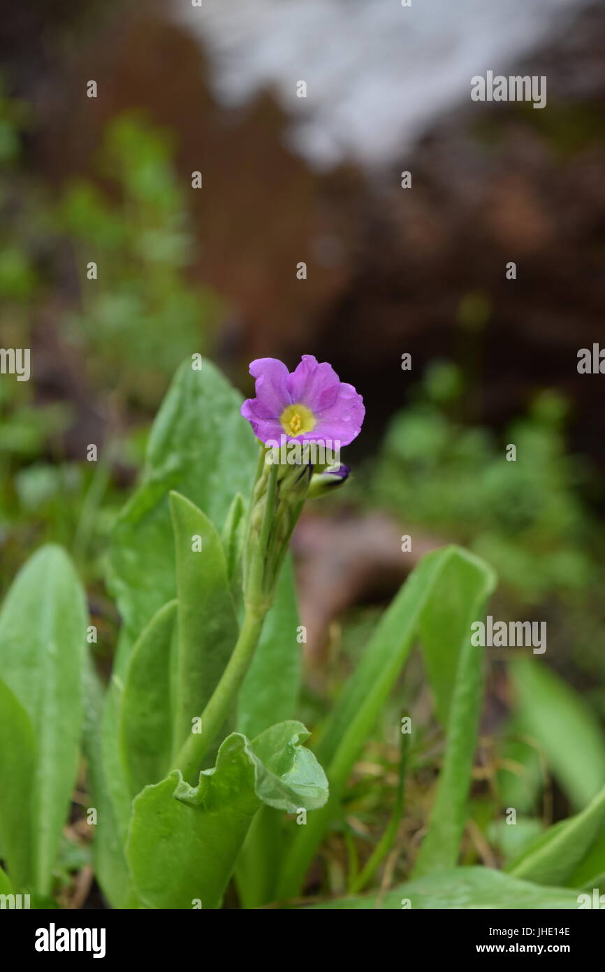 Purple Alpine Flower Stock Photo - Alamy
