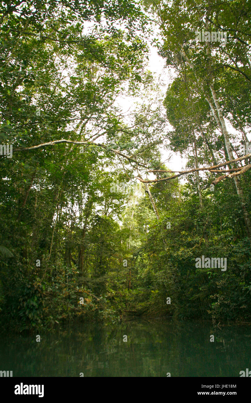 Forest belém pará brazil hi-res stock photography and images - Alamy