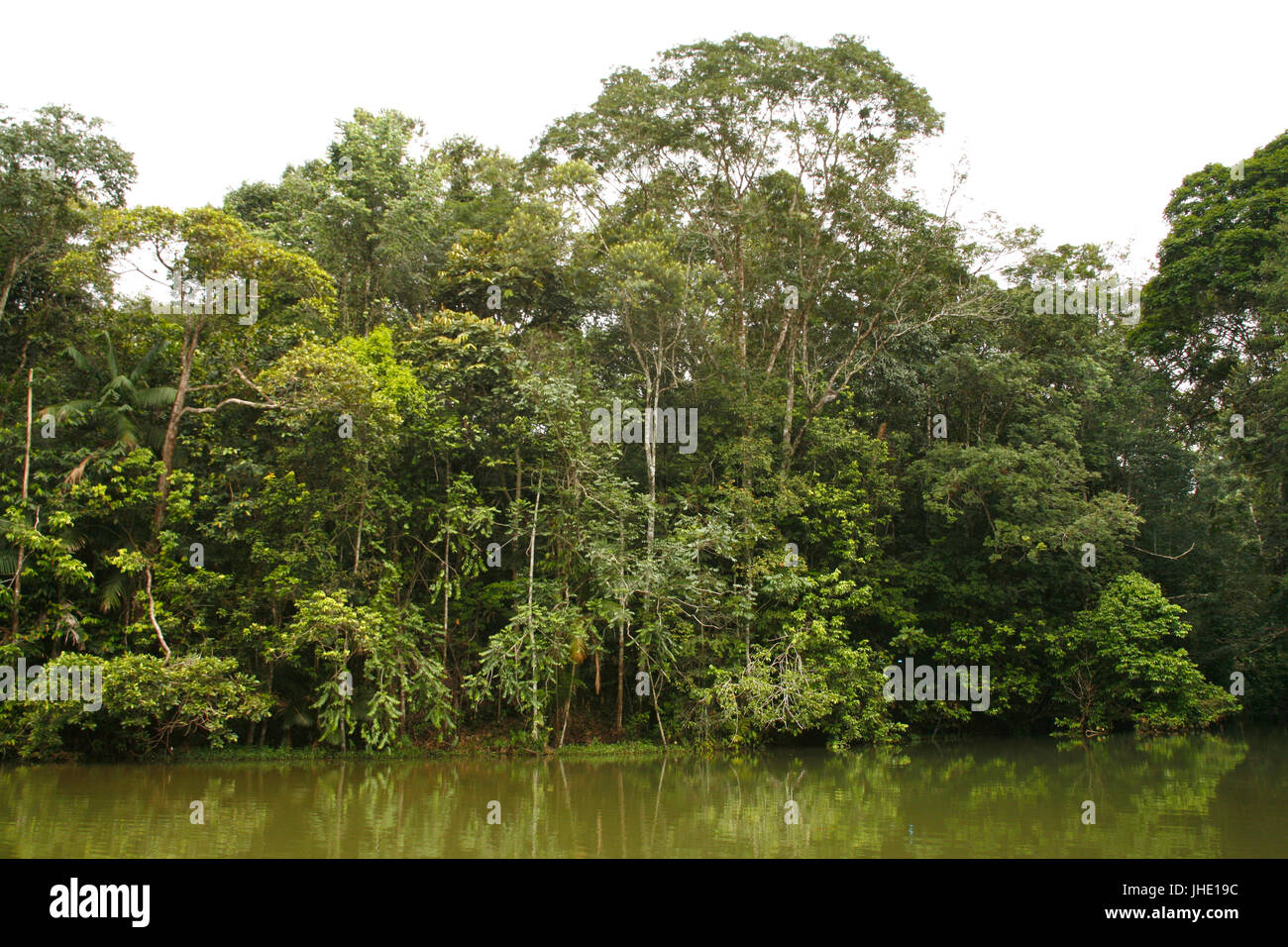 Forest, Belém, Pará, Brazil Stock Photo - Alamy