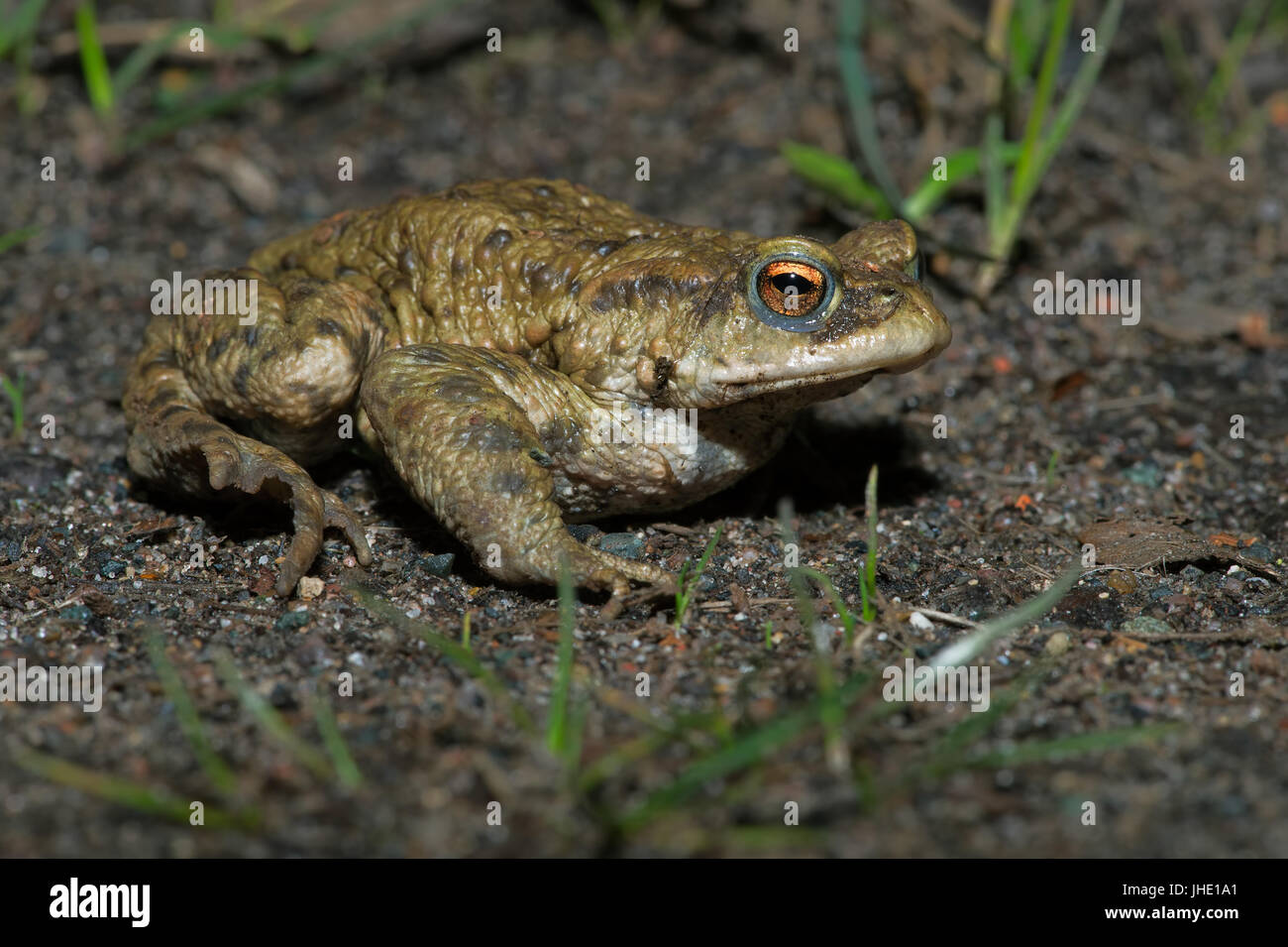 Common Toad (Bufo bufo Stock Photo - Alamy