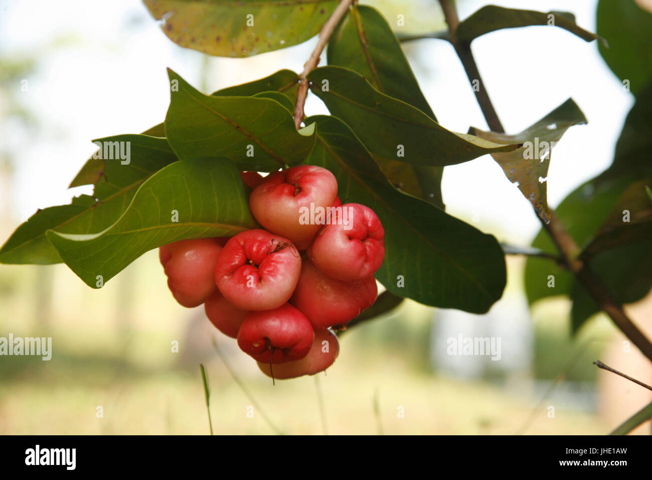 Jambo fruit hi-res stock photography and images - Alamy