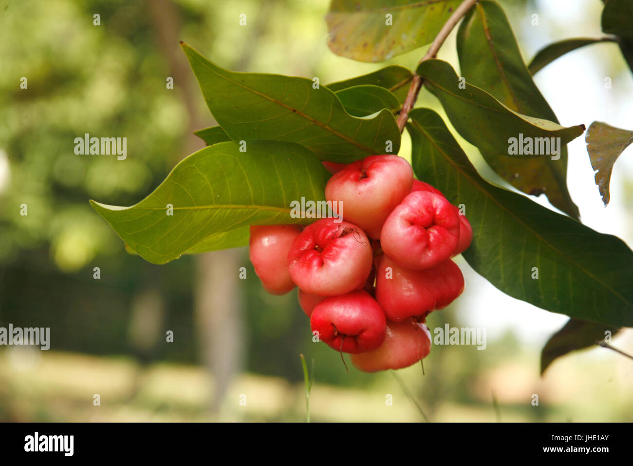 Fruit, Belém, Pará, Brazil Stock Photo - Alamy