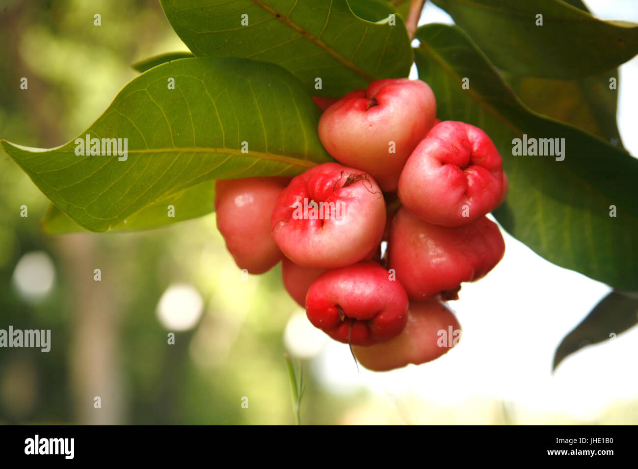 Jambo fruits hi-res stock photography and images - Alamy