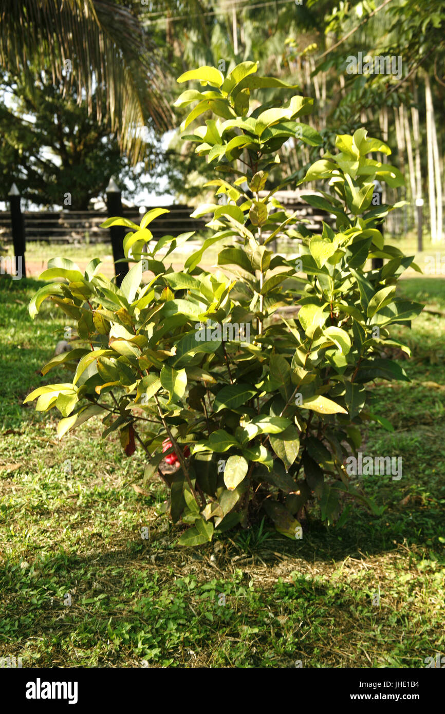 Plant, Belém, Pará, Brazil Stock Photo - Alamy