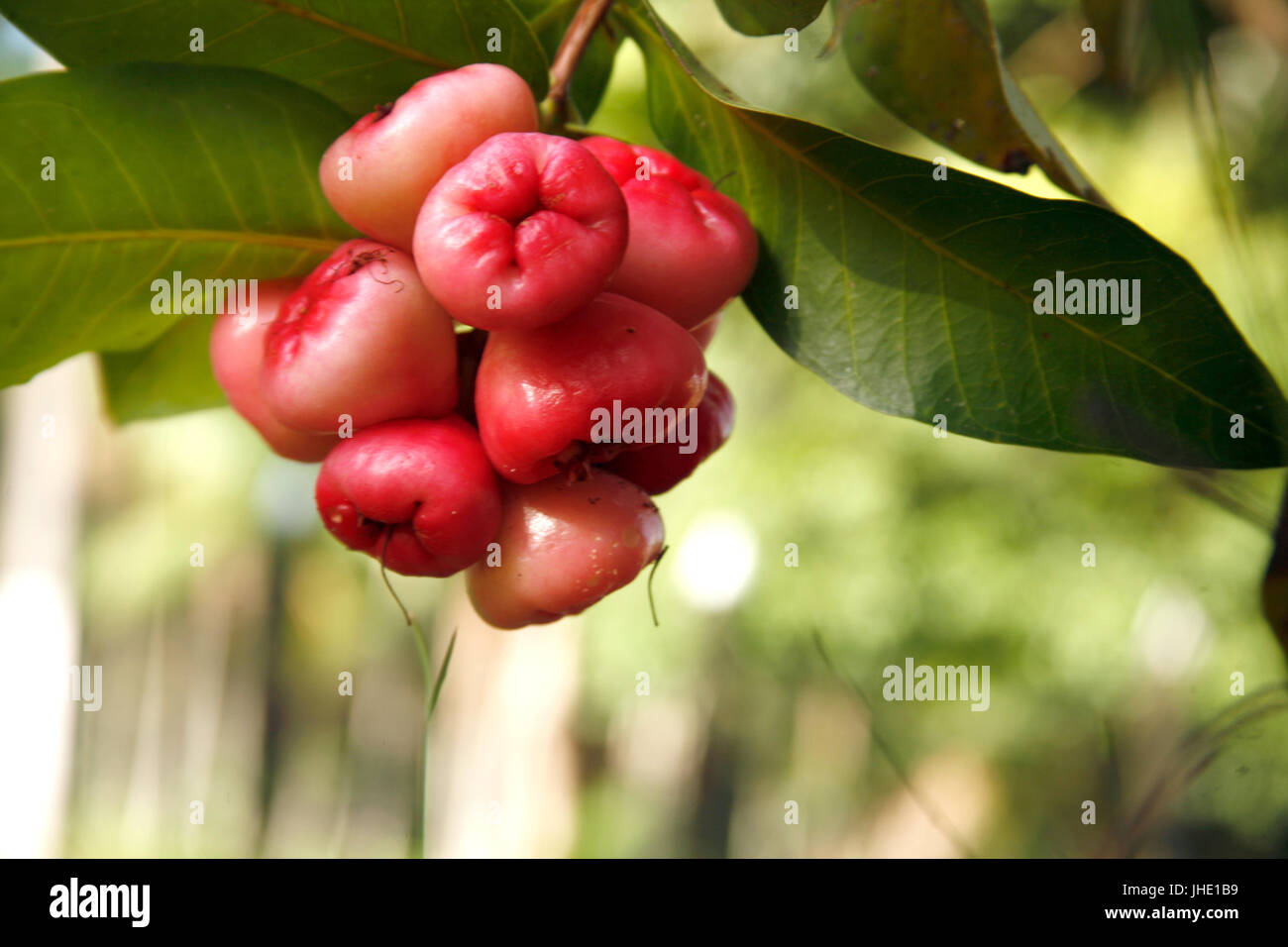 Fruit, Belém, Pará, Brazil Stock Photo - Alamy
