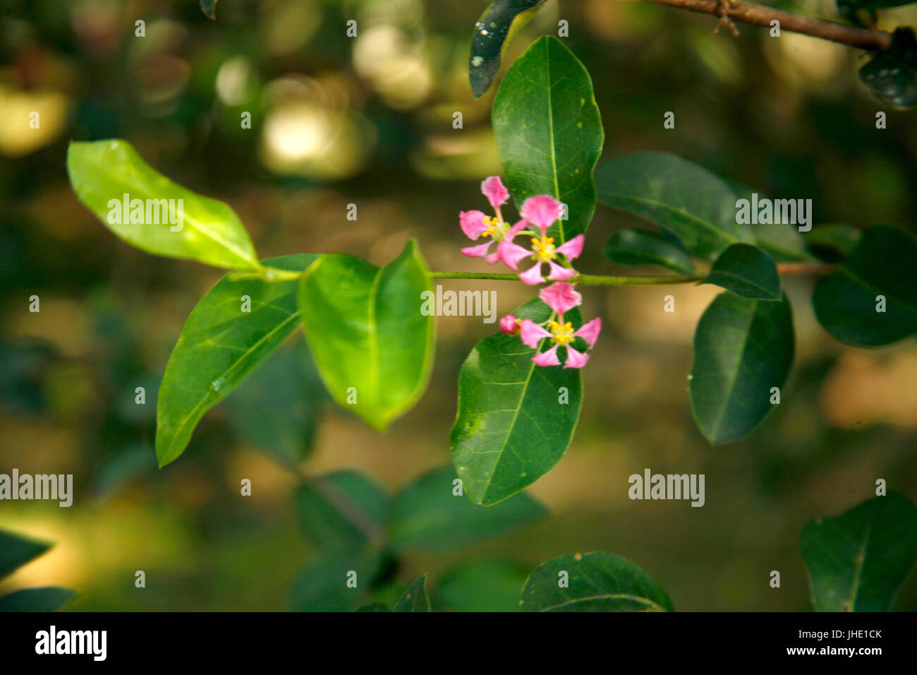 Tree, Belém, Pará, Brazil Stock Photo - Alamy