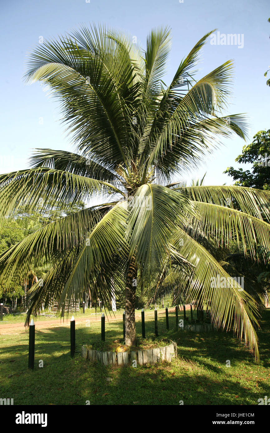 Tree belém pará brazil hi-res stock photography and images - Alamy