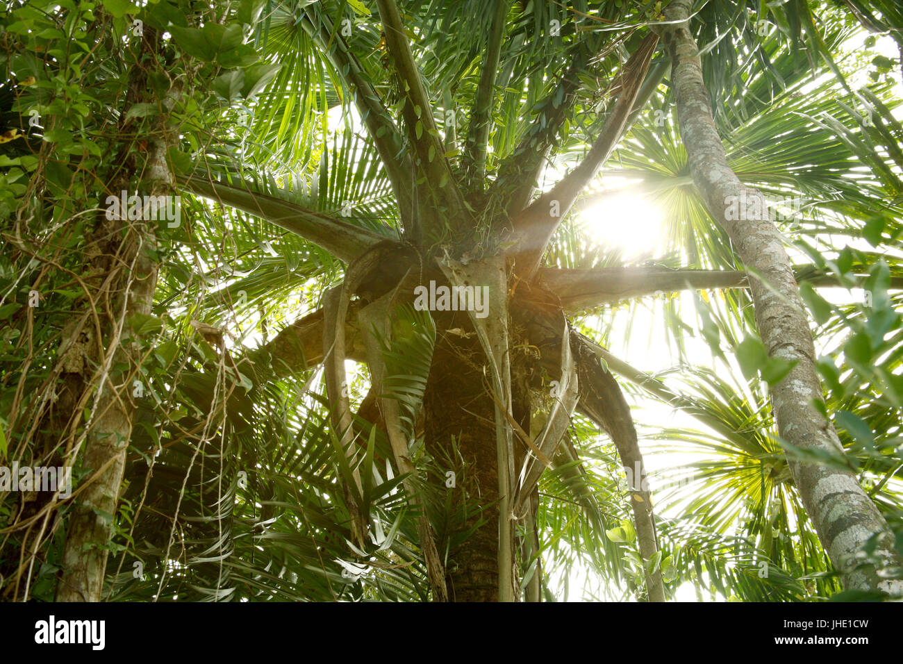 Miriti hi-res stock photography and images - Alamy