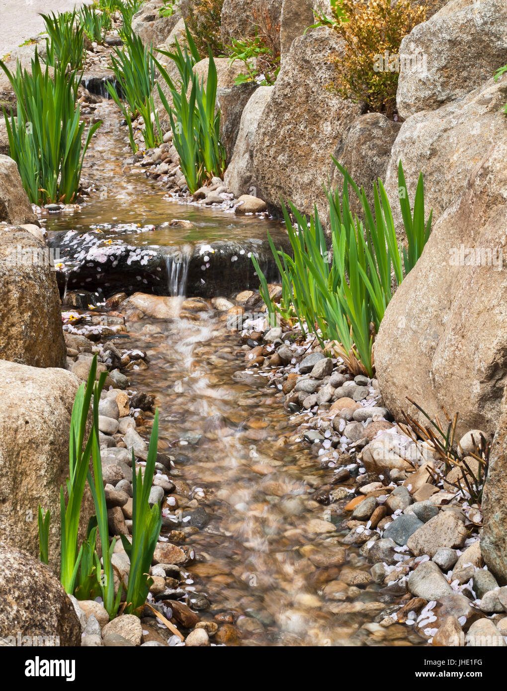 stream with rocks, stones, plants in spring, in Namsan Park in Seoul ...