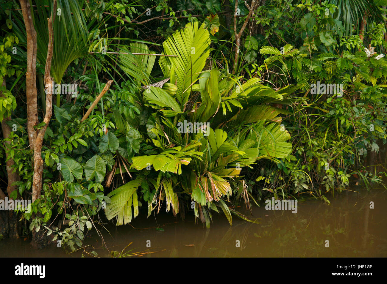 Forest belém pará brazil hi-res stock photography and images - Alamy