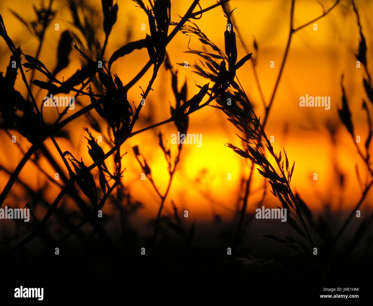golden sunset behind silhouetted wheat Stock Photo - Alamy