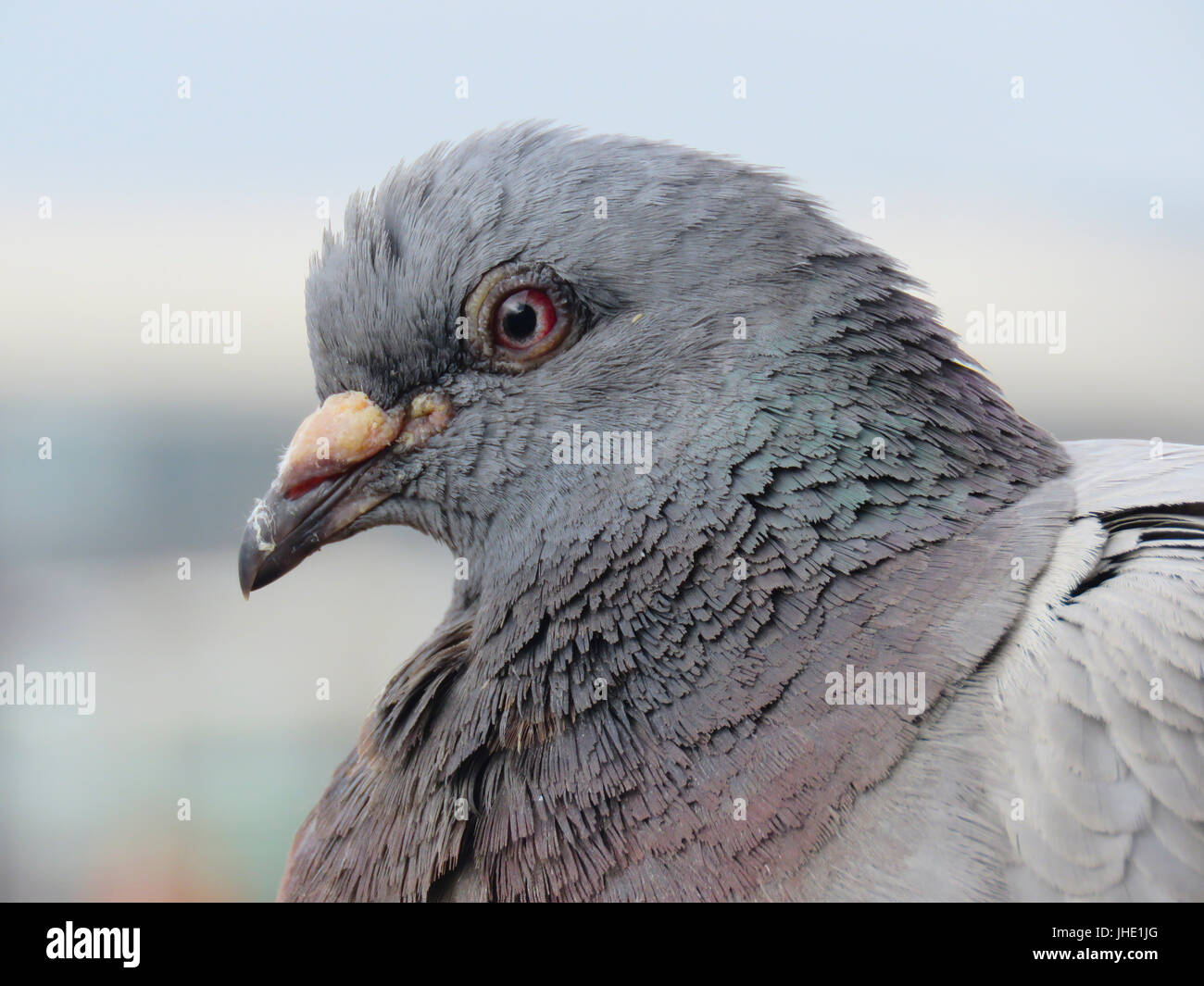 close up of pidgeon head, beak and eyes Stock Photo - Alamy