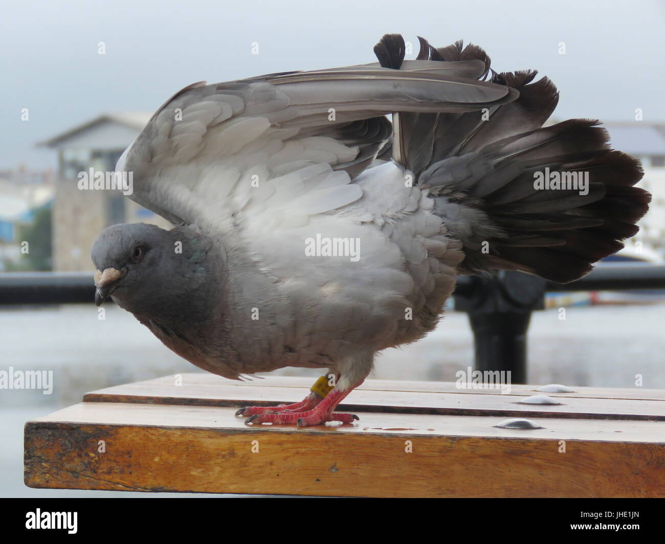 Pidgeon hi-res stock photography and images - Alamy