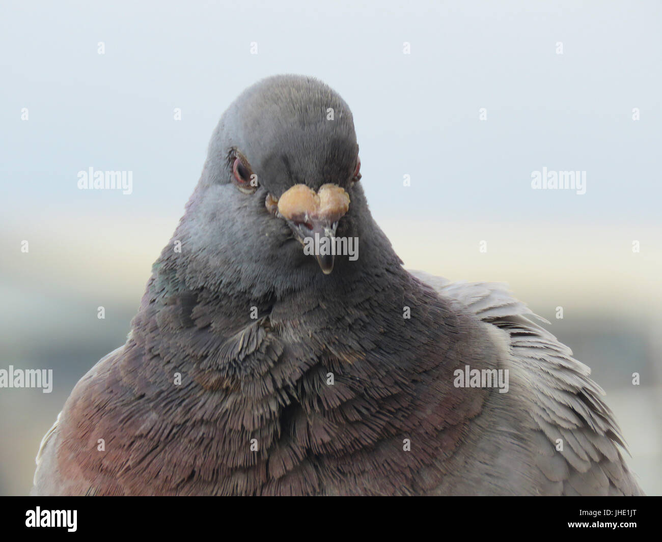 close up of pidgeon head, beak and eyes Stock Photo - Alamy