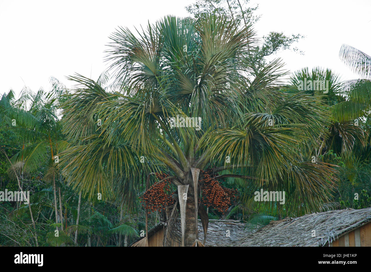 Tree belém pará brazil hi-res stock photography and images - Alamy